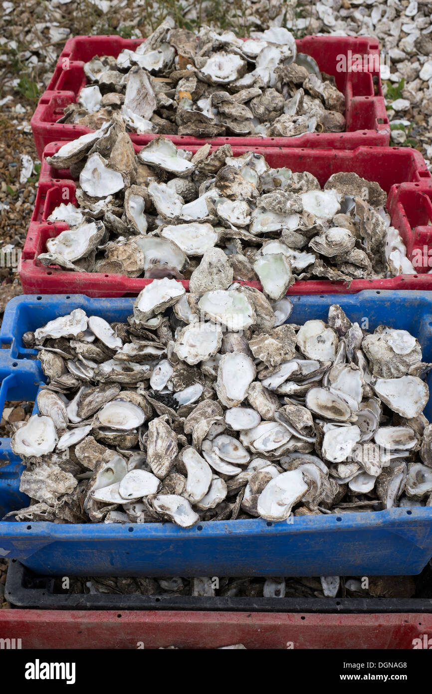 Recycled Oyster Shells on the beach at Whitstable Stock Photo - Alamy