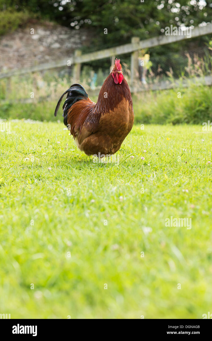 Cockerel hi-res stock photography and images - Alamy
