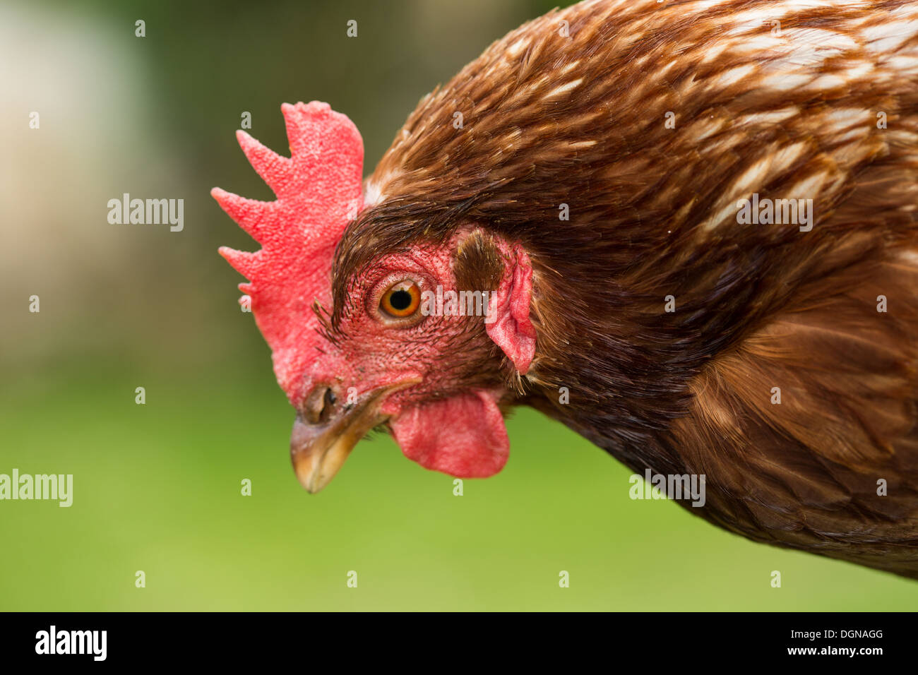 Cute cockerel hi-res stock photography and images - Alamy