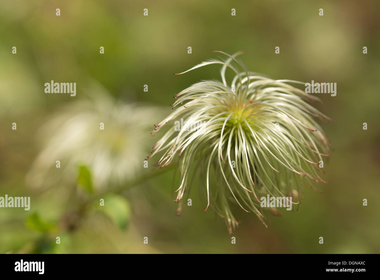 Attractive clematis climber wispy fluffy soft seed heads slender ...