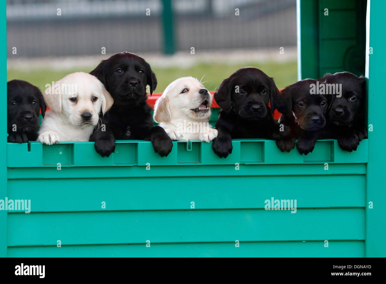 Labrador puppies leaning on log at National Guide Dogs Breeding Centre ...