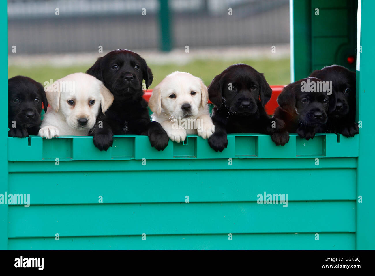 Labrador puppies leaning on log at National Guide Dogs Breeding Centre ...