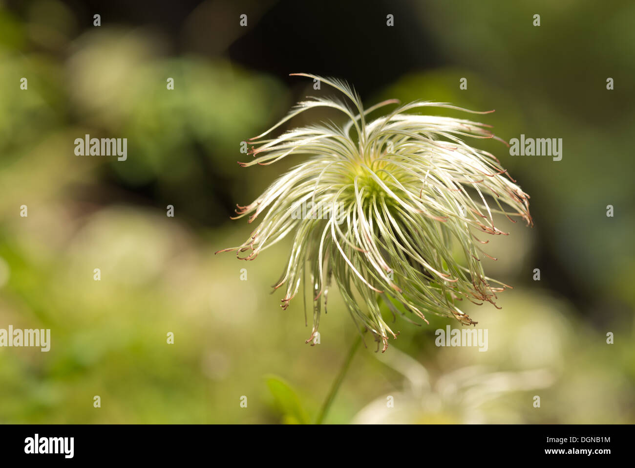 Attractive clematis climber wispy fluffy soft seed heads slender ...