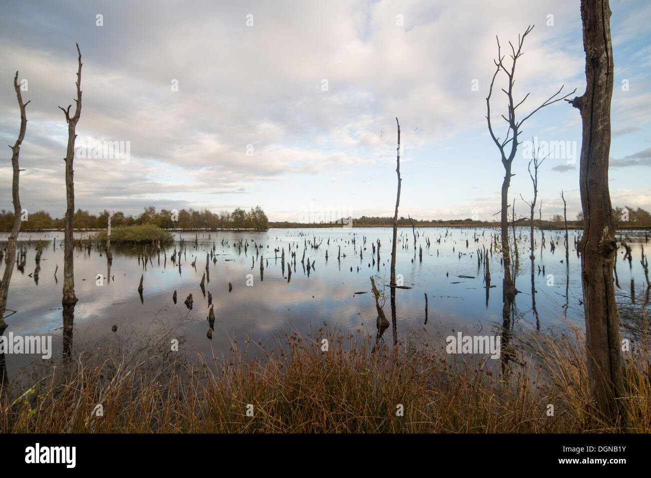 Landscape with drowned trees due to raised water level in lake at ...