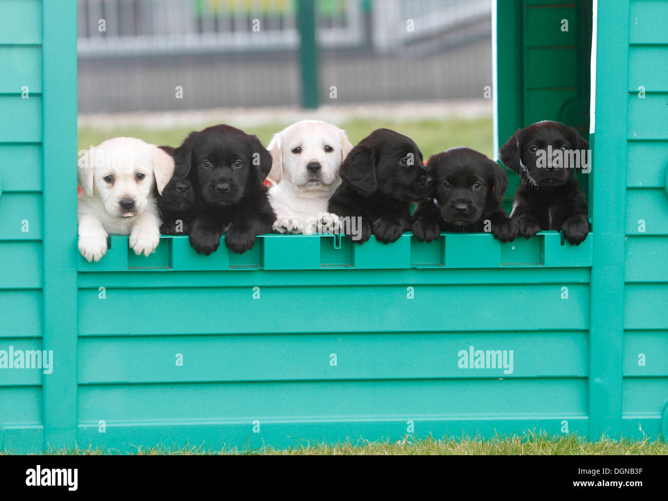 Labrador puppies leaning on log at National Guide Dogs Breeding Centre ...