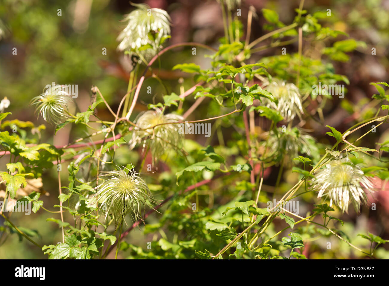 Attractive clematis climber wispy fluffy soft seed heads slender ...