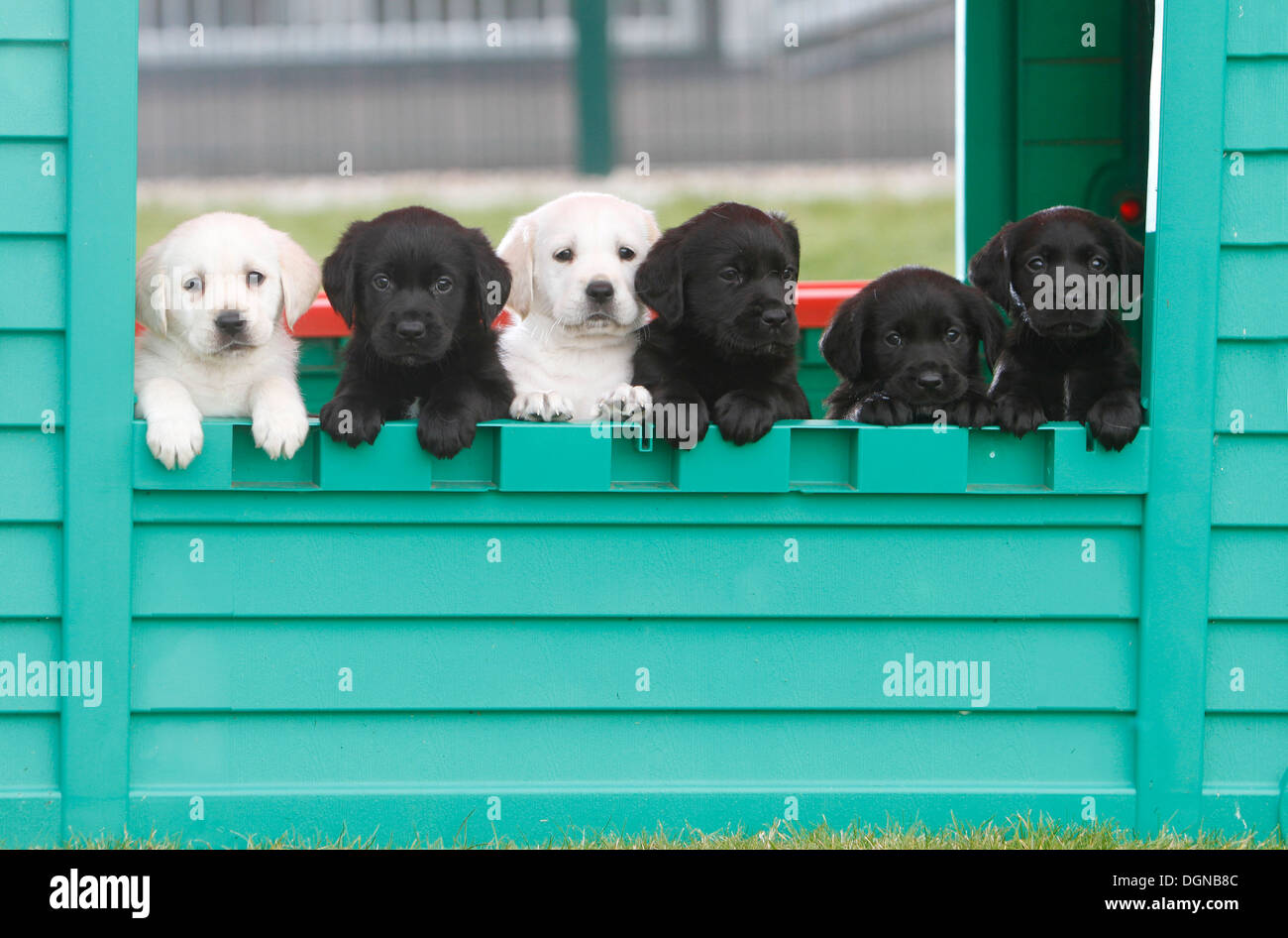 National guide dogs breeding centre hi-res stock photography and images ...