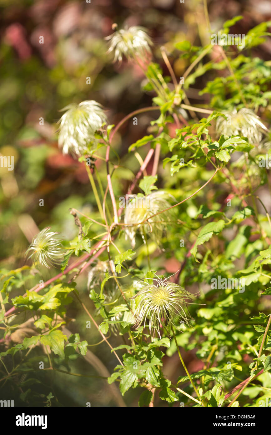 Attractive clematis climber wispy fluffy soft seed heads slender ...