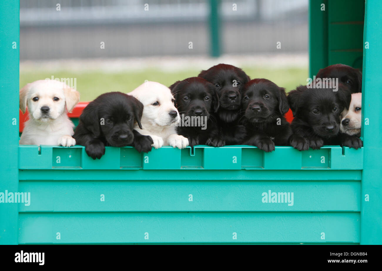 Labrador puppies leaning on log at National Guide Dogs Breeding Centre ...