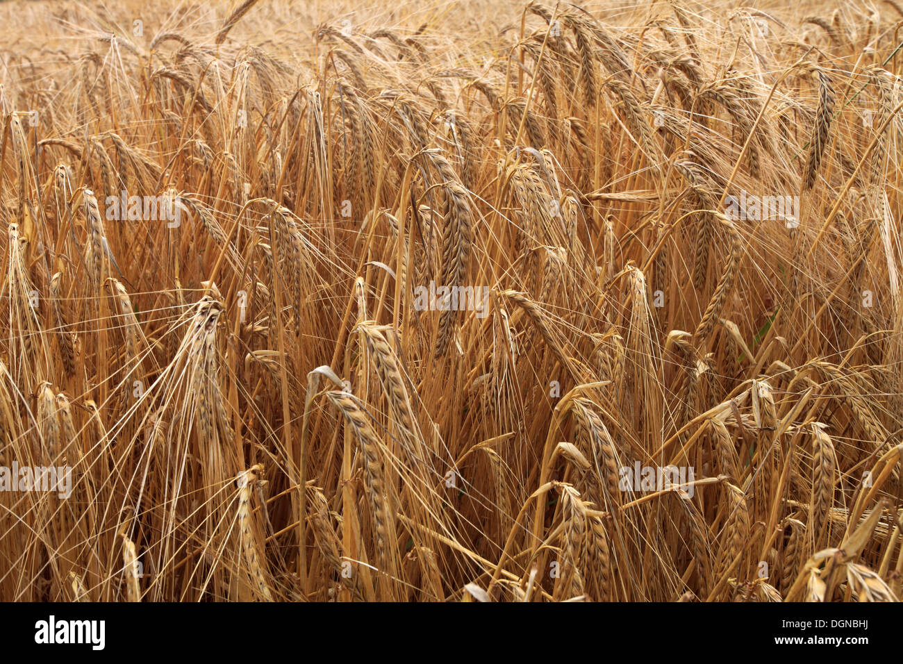 Corn yields hi-res stock photography and images - Alamy