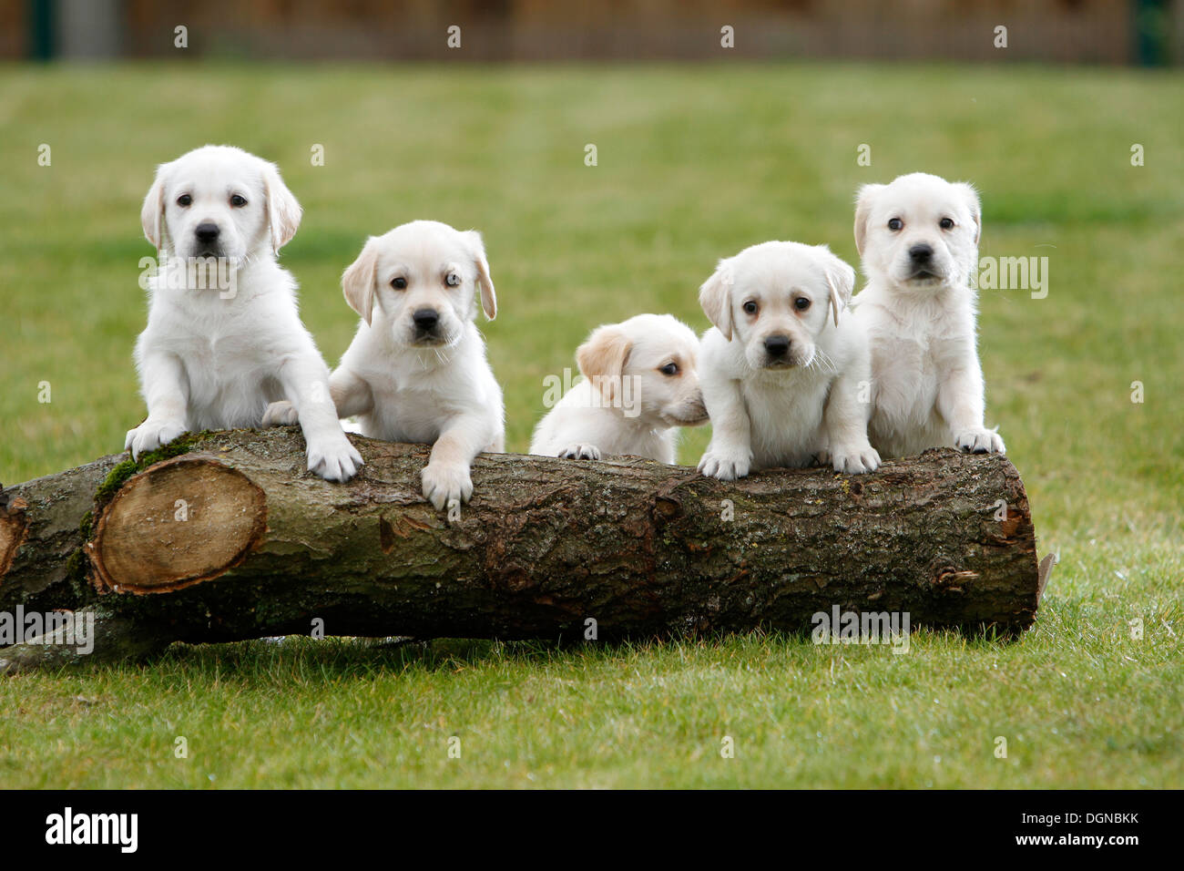 Labrador puppies leaning on log at National Guide Dogs Breeding Centre ...