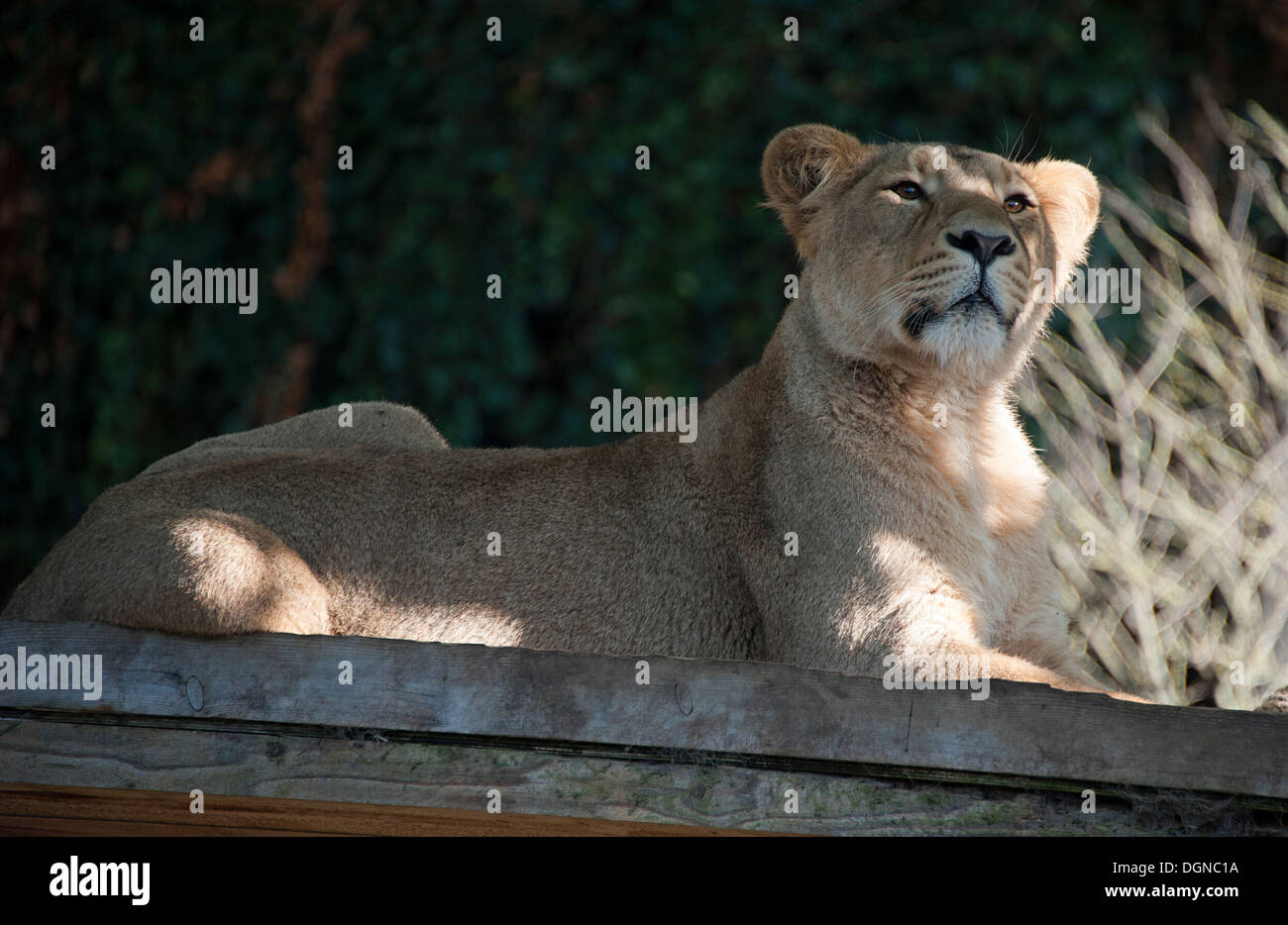 London zoo hi-res stock photography and images - Alamy