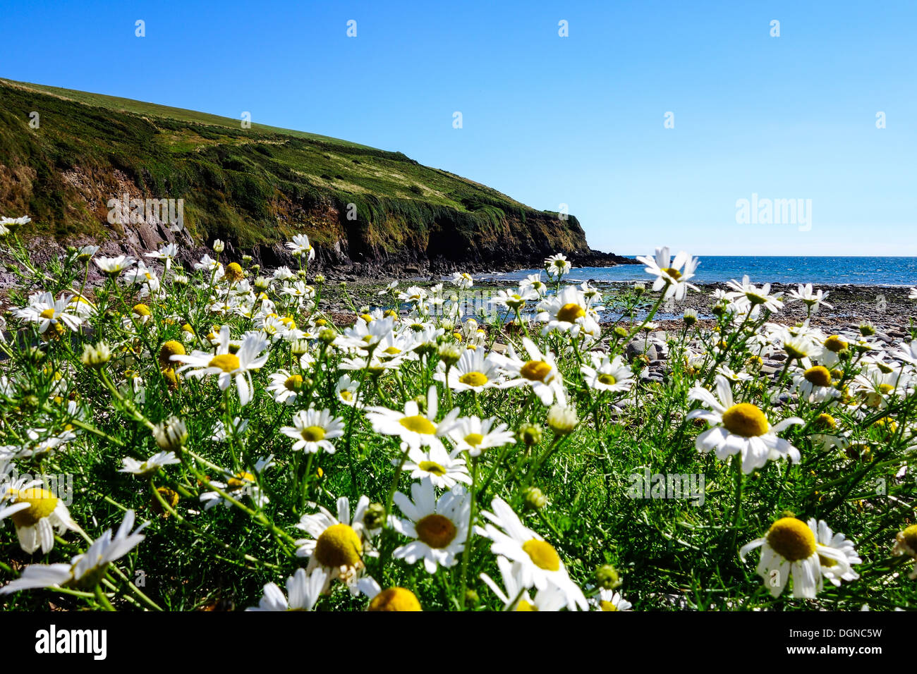 Beach daisy hi-res stock photography and images - Alamy