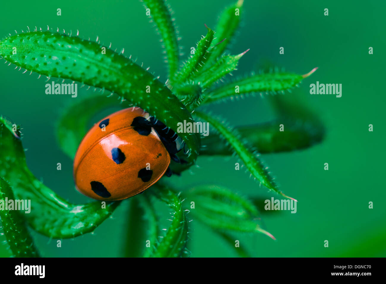 Ladybird on plant hi-res stock photography and images - Alamy