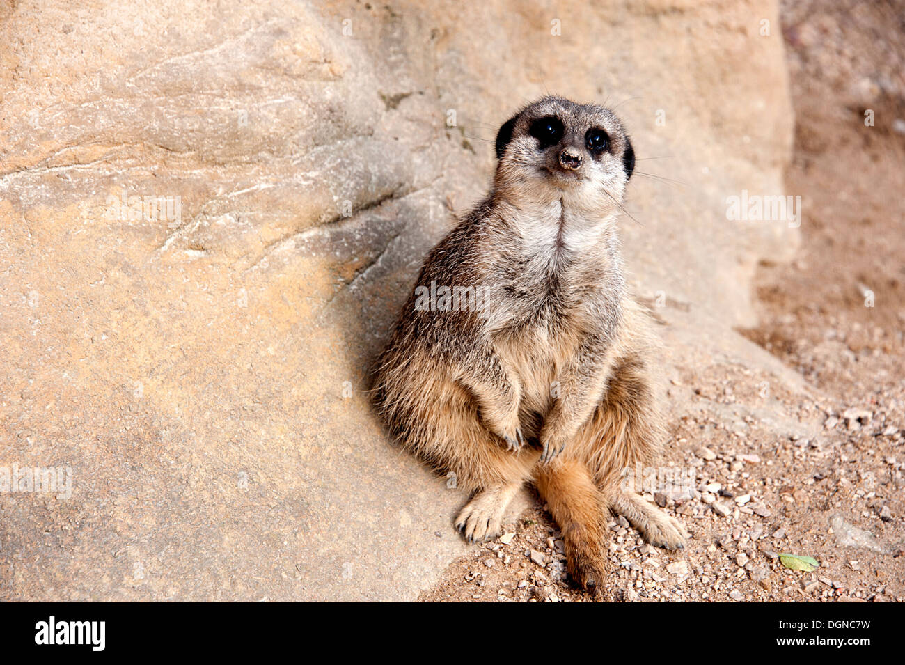 Meerkat sitting on rock looking straight at camera in meerkat enclosure ...
