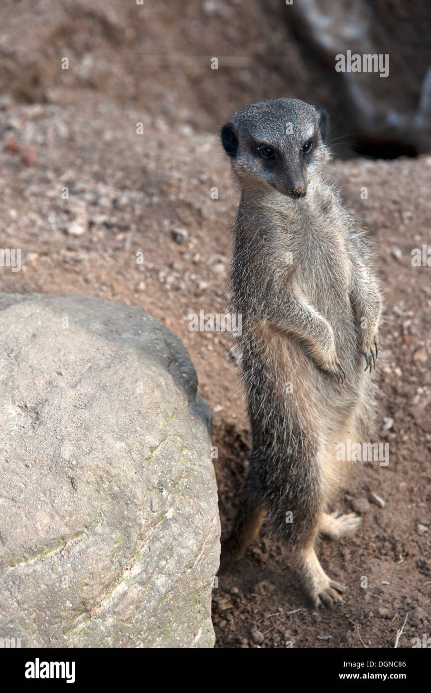 Meerkat standing tall on hind legs in meerkat enclosure London Zoo ...