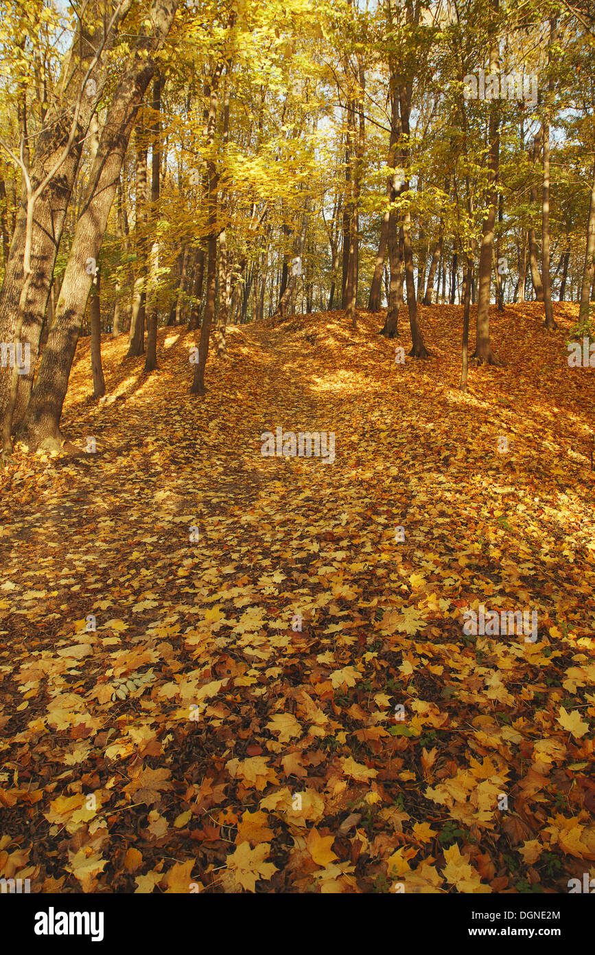 Autumn park background, HDRI Stock Photo - Alamy