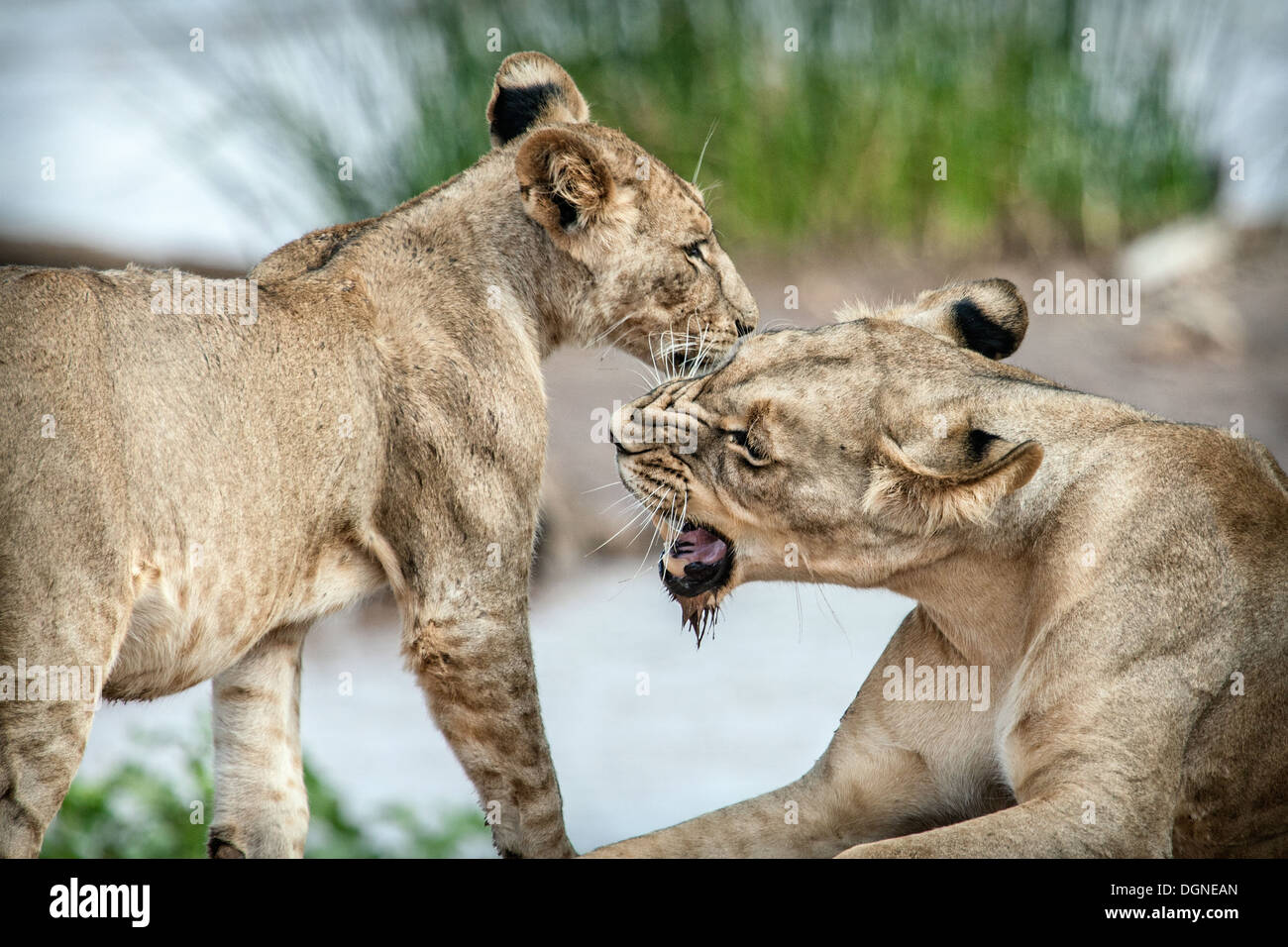 Scar lion king hi-res stock photography and images - Alamy