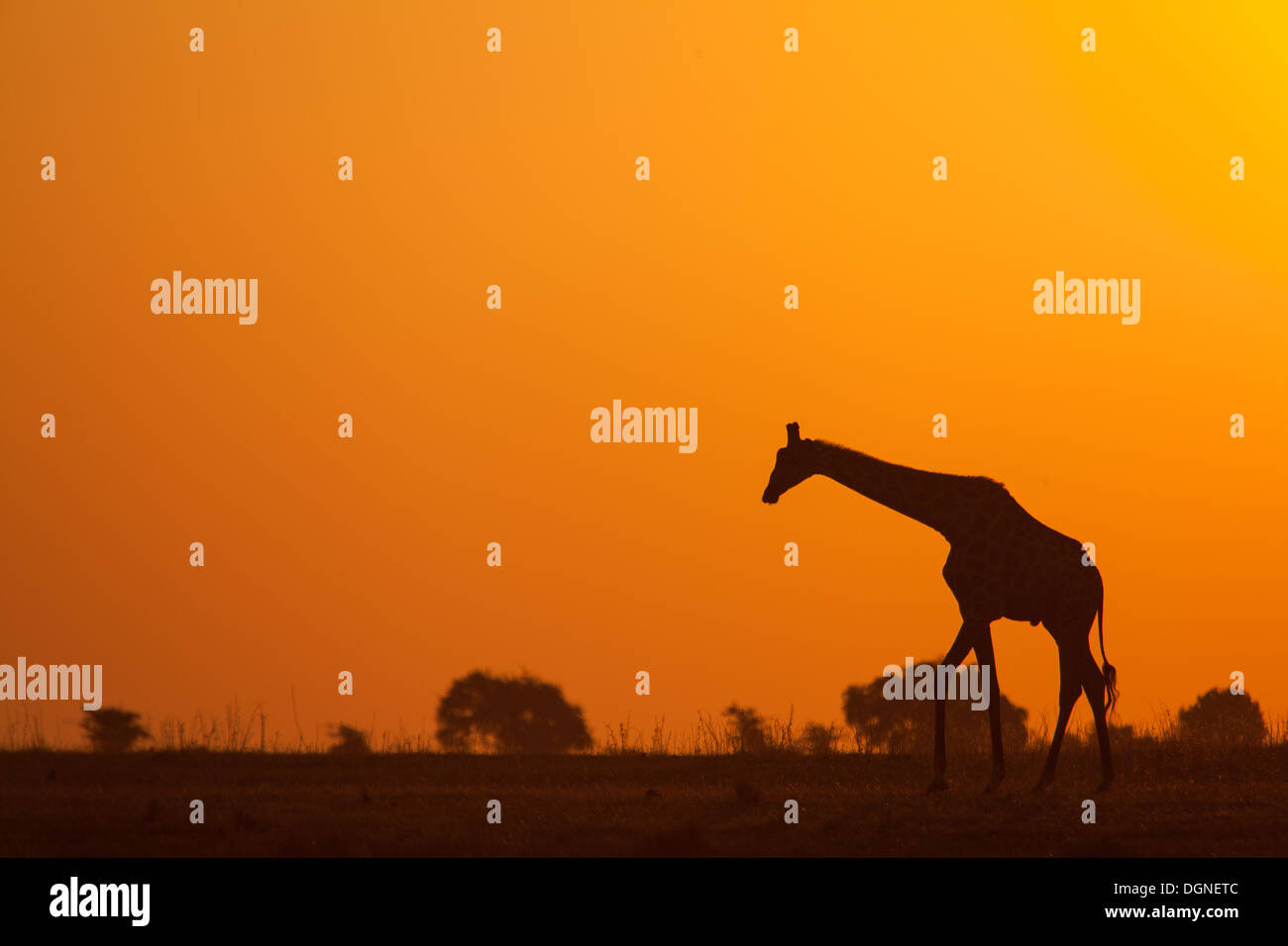 Giraffe sunset hi-res stock photography and images - Alamy