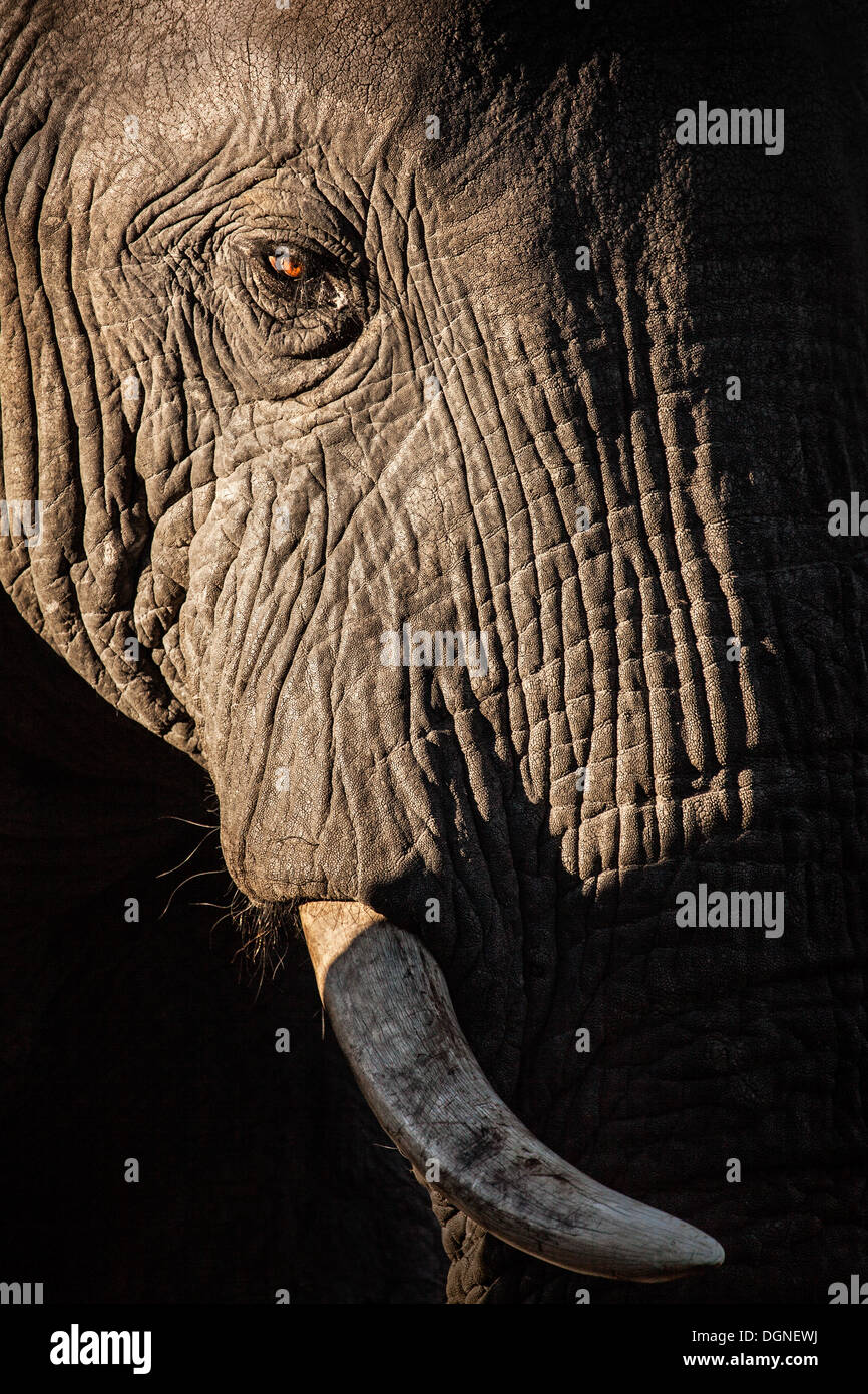 Eye elephant hi-res stock photography and images - Alamy
