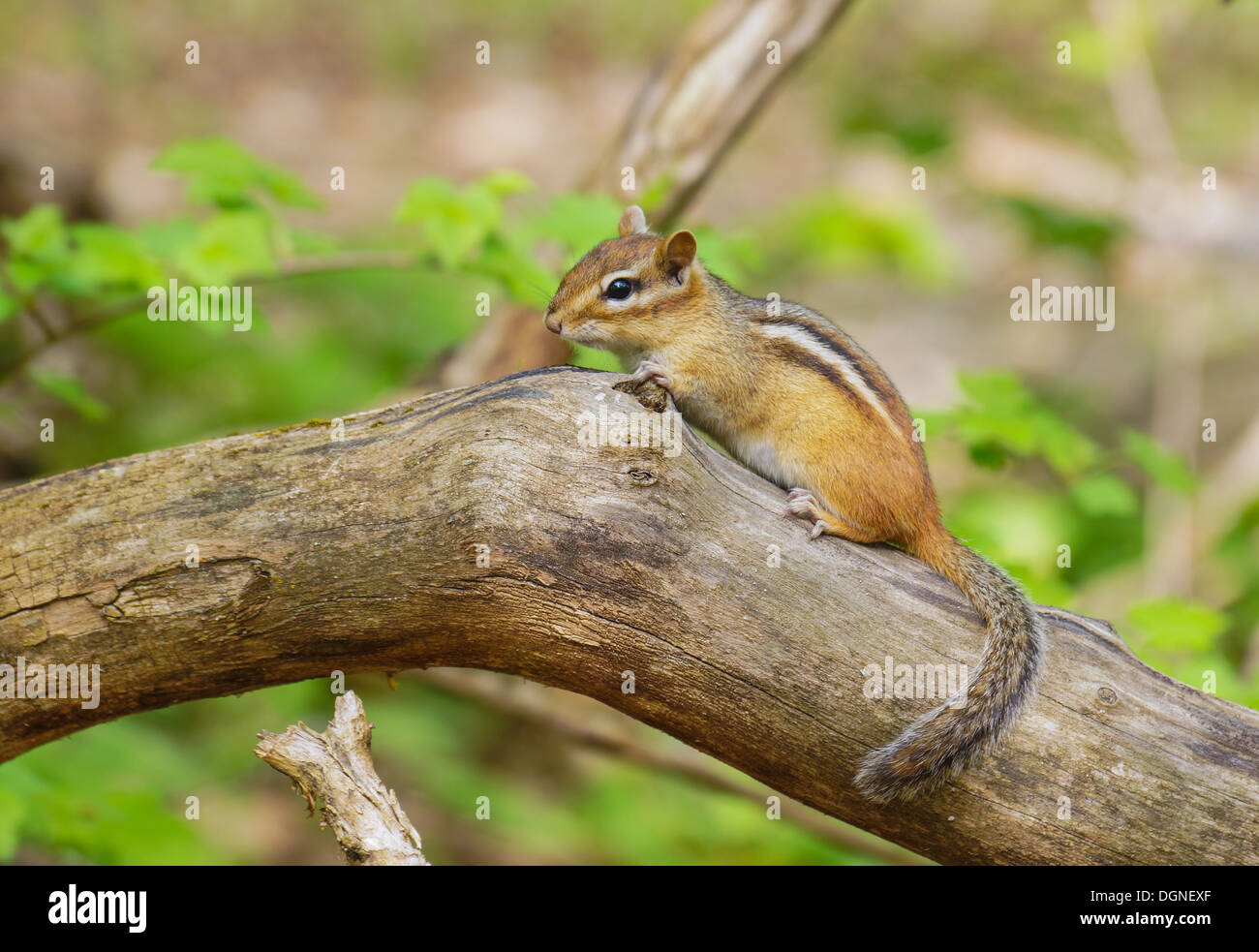 Ground chipmunk hi-res stock photography and images - Alamy