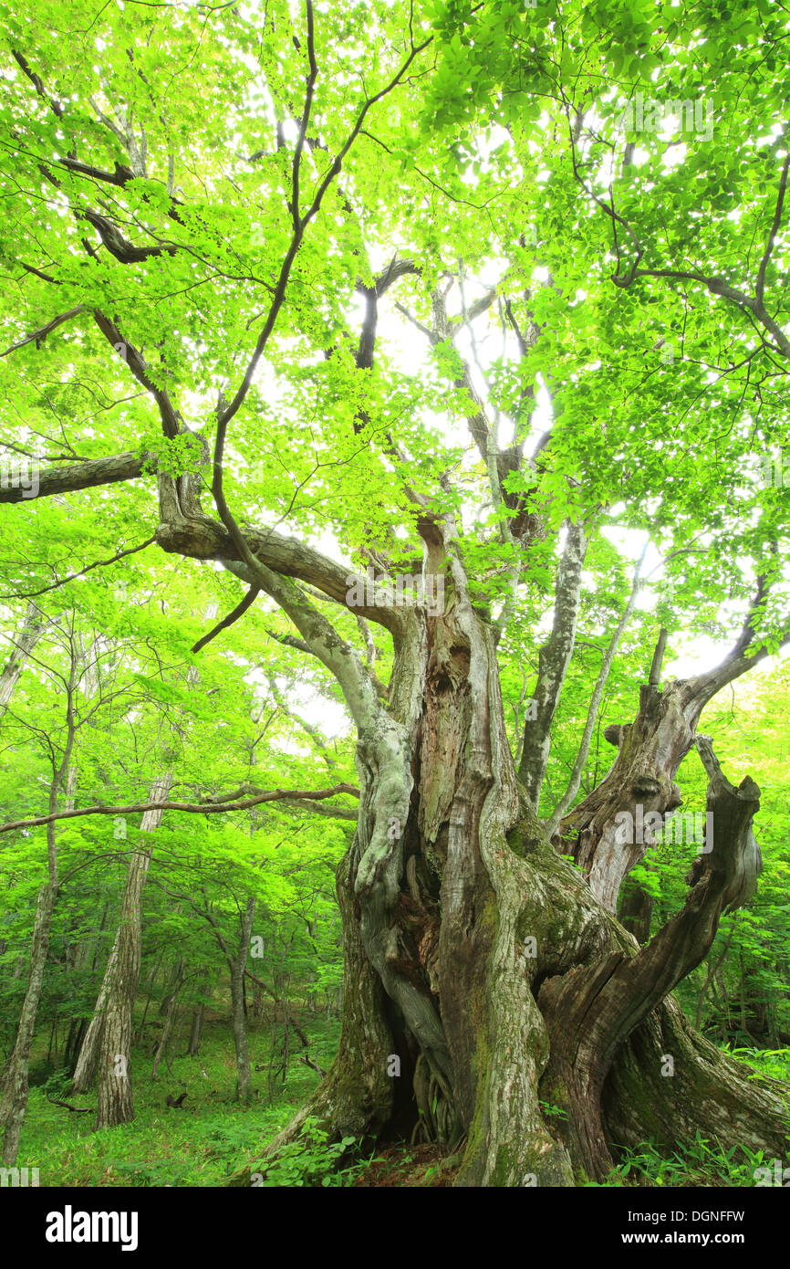 Primeval forest of Chestnut tree, Gunma, Japan Stock Photo - Alamy