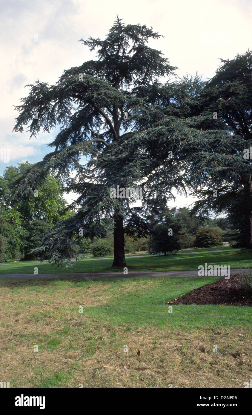Atlantic cedar (Cedrus atlantica Stock Photo - Alamy