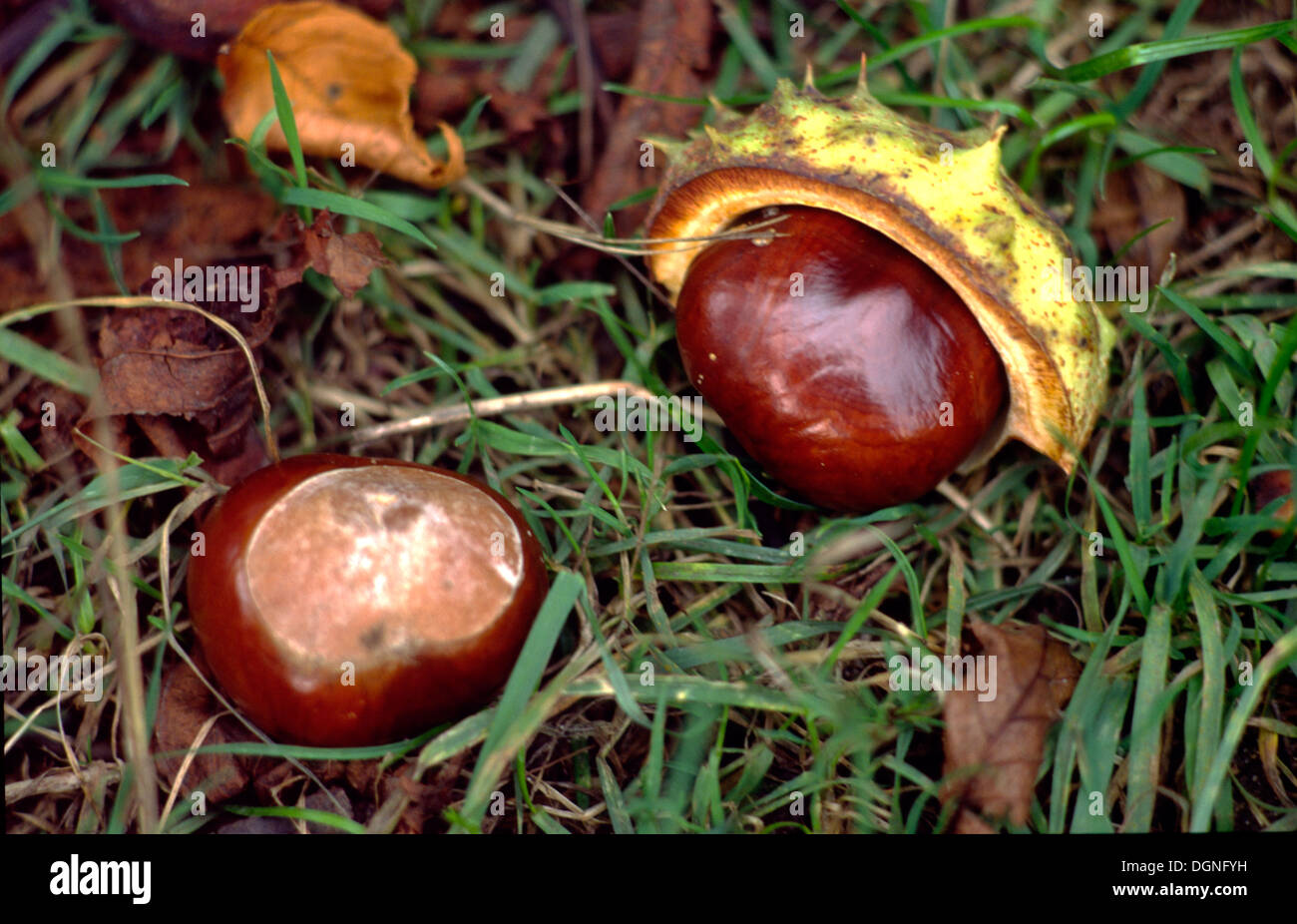 Seeds and seed pods of Horse Chestnut (Aesculum hippocastum Stock Photo ...