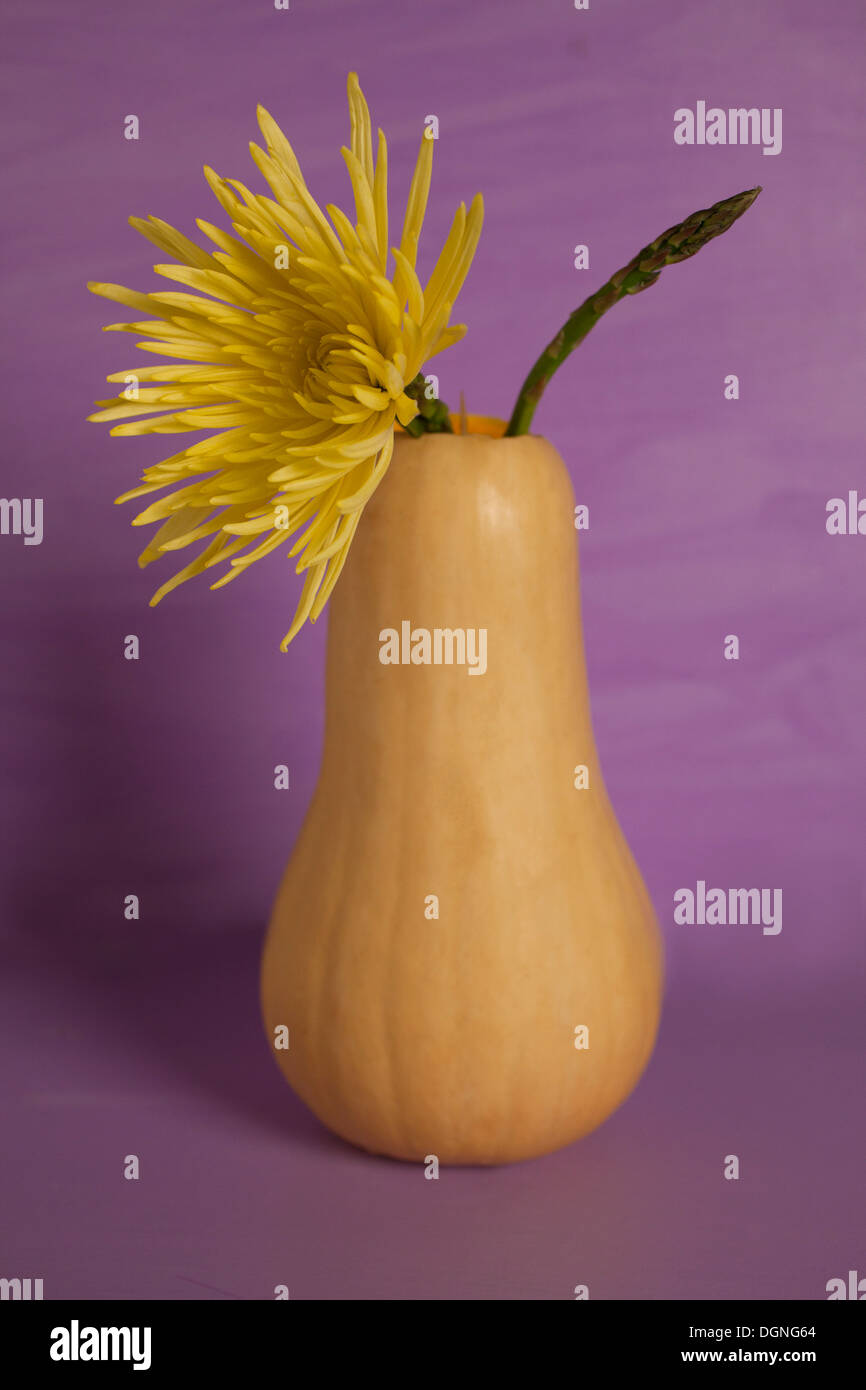 Isabella cassini Stock Photos & Images from Alamy