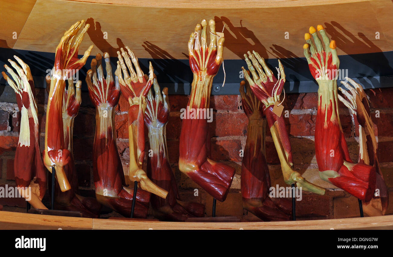 Dresden, Germany. 18th Oct, 2013. Forearm models are seen in the ...