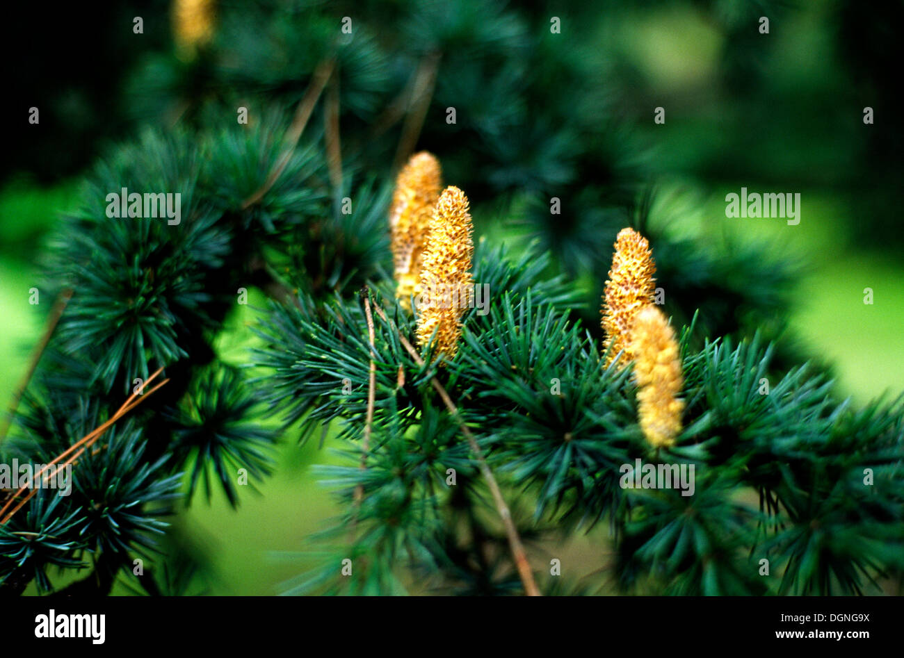 Male flowers of the Atlantic cedar (Cedrus atlantica Stock Photo - Alamy