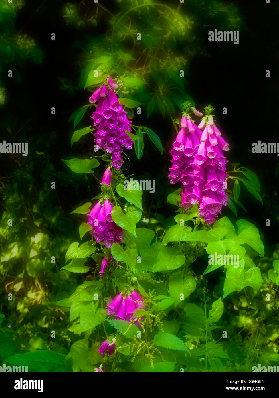 Digitalis flowers hi-res stock photography and images - Alamy