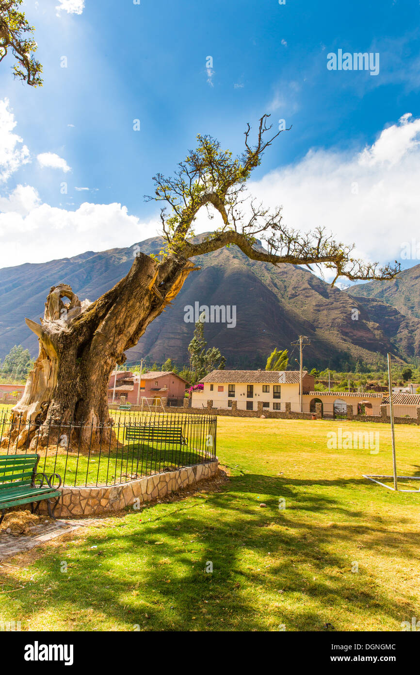 Large tree in peruvian desert in South America,PERU against blue sky on ...