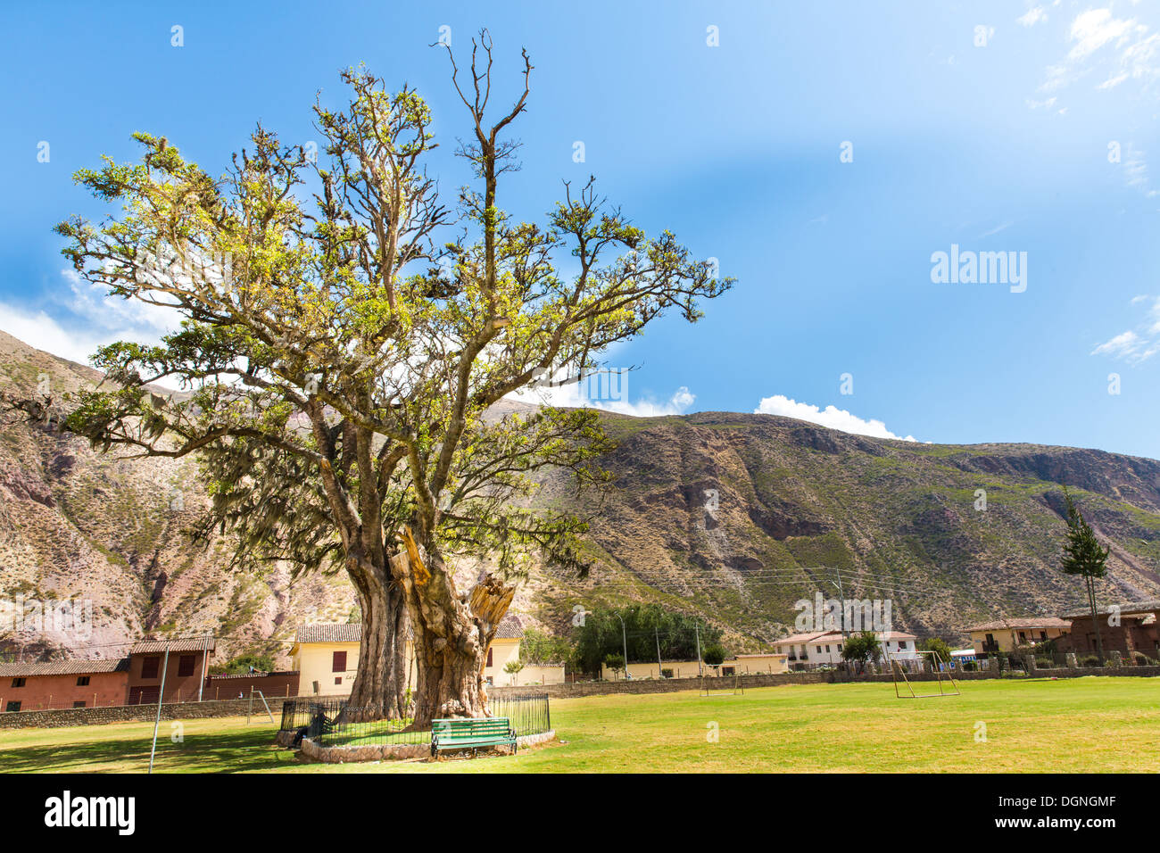 Large tree in peruvian desert in South America,PERU against blue sky on ...