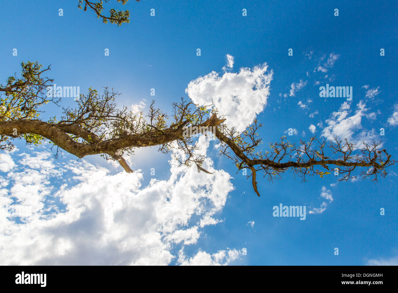 Old lonely tree in peruvian desert in South America,PERU against blue ...