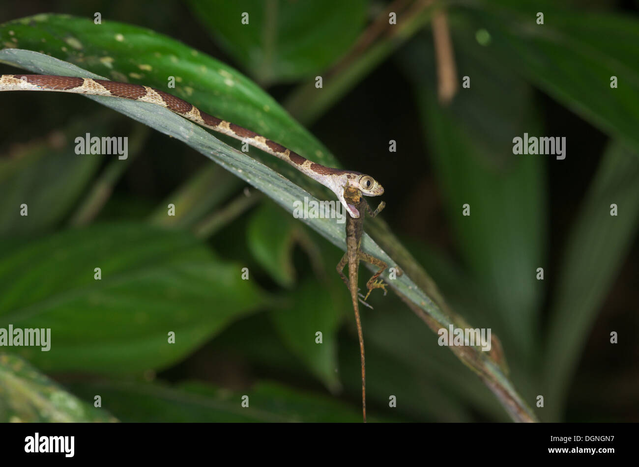 Snake Eating Lizard High Resolution Stock Photography and Images - Alamy