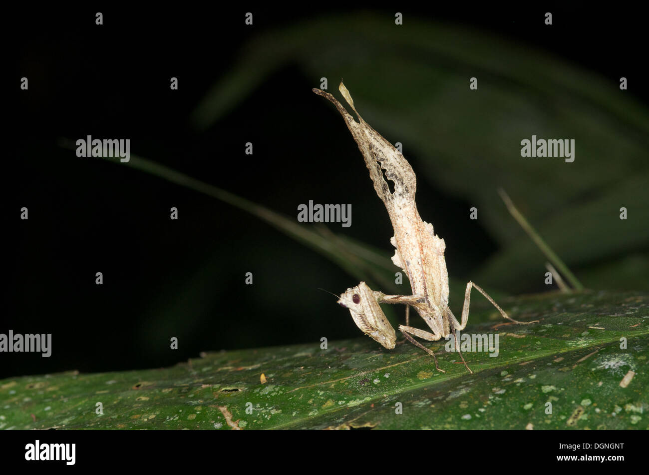 A leaf-mimic mantis (Acanthops sp.) perching on a leaf in the Amazonian ...