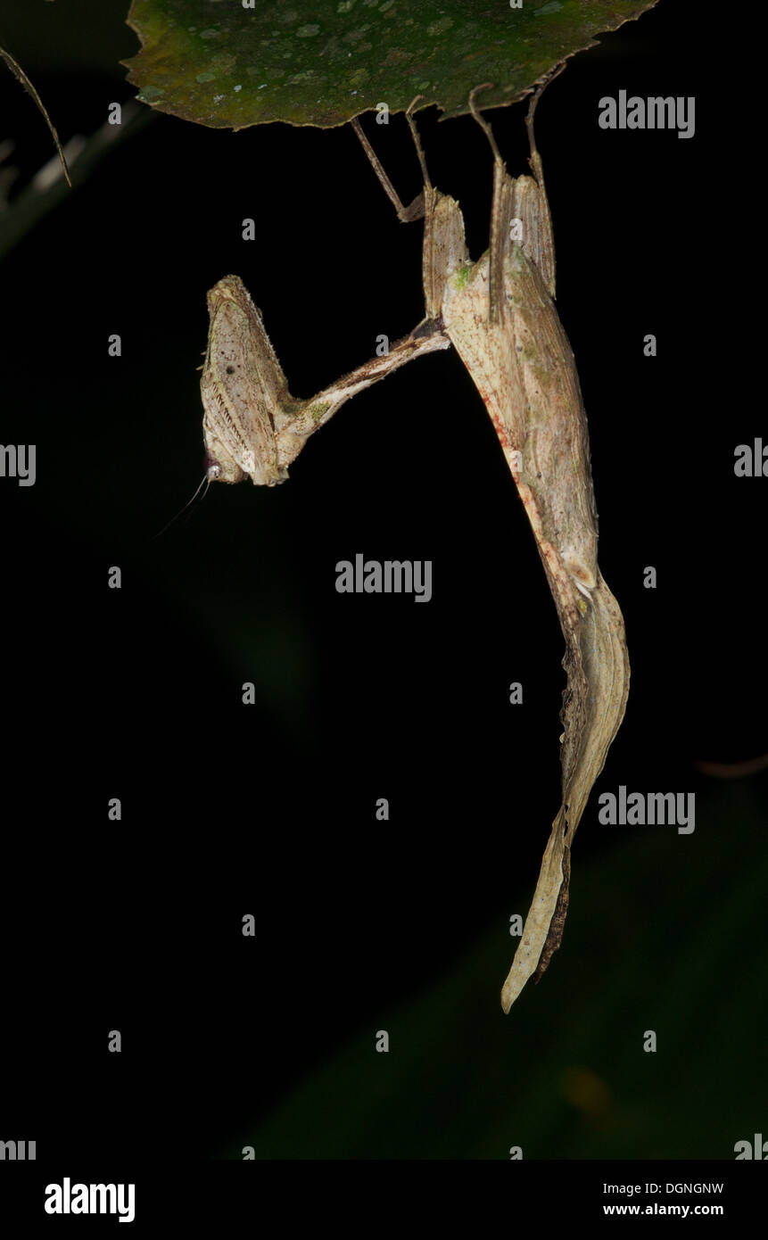 A leaf-mimic mantis (Acanthops sp.) hanging upside-down from a leaf in ...