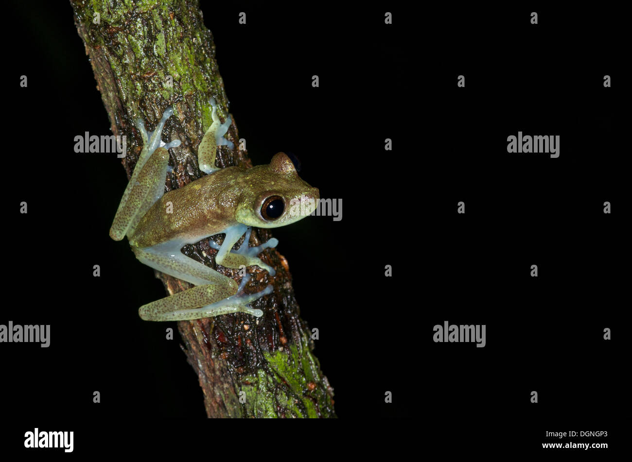 Amazon rainforest wildlife hi-res stock photography and images - Alamy