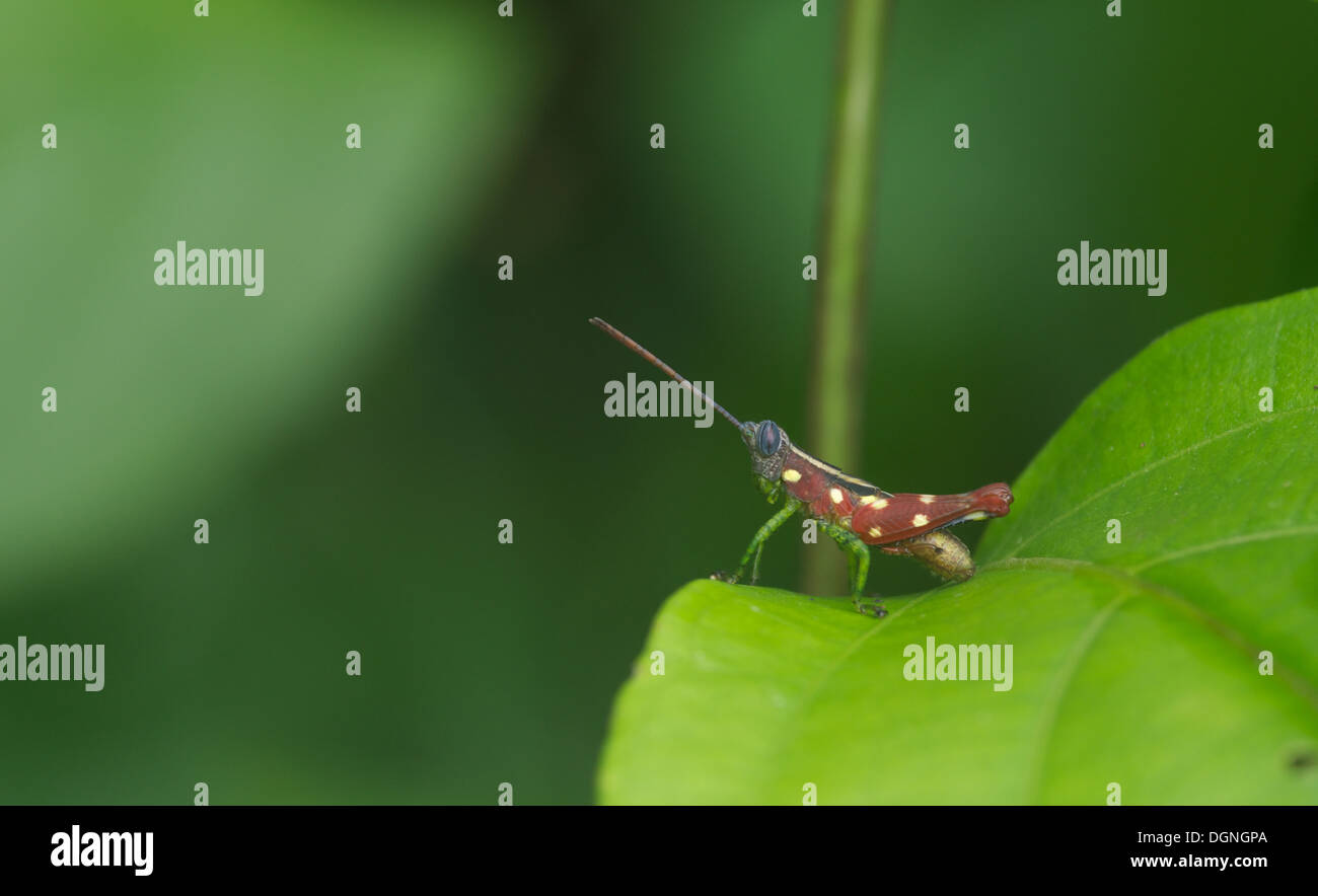 A colorful grasshopper nymph on a leaf in the Amazon rainforest in ...