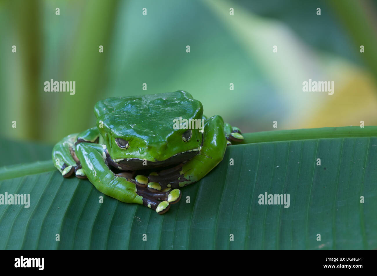 A Giant Monkey Frog (Phyllomedusa bicolor) sleeping on a palm frond by ...