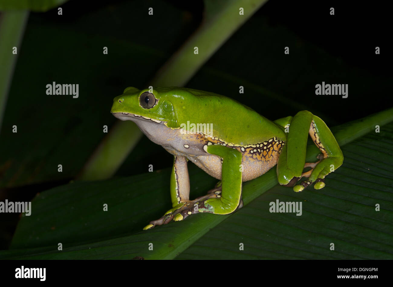 Phyllomedusa bicolor hi-res stock photography and images - Alamy