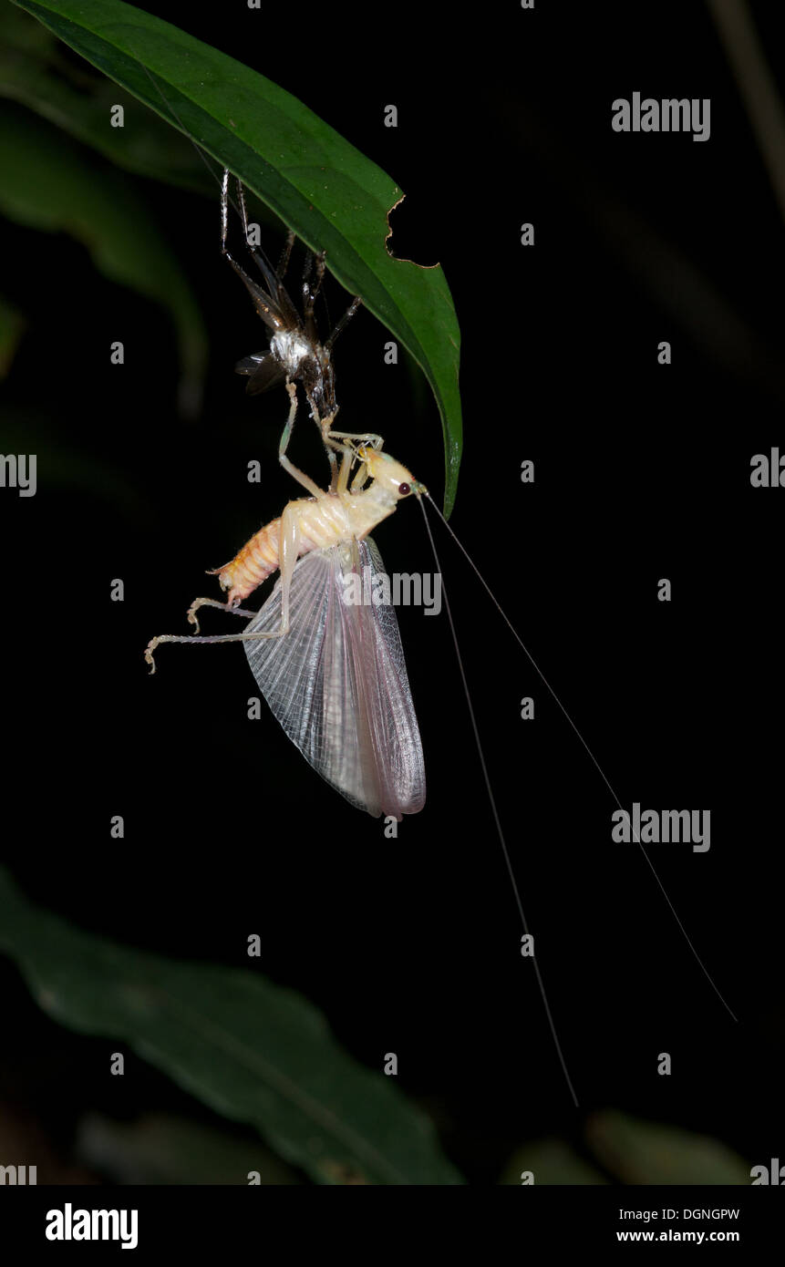 Katydid amazon hi-res stock photography and images - Alamy