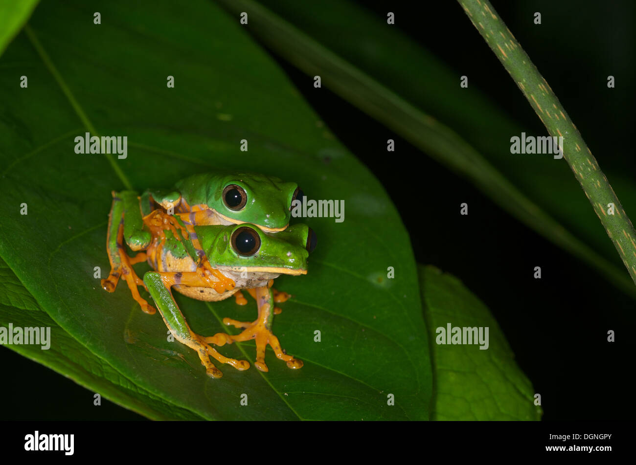 Tiger striped leaf frogs phyllomedusa tomopterna hi-res stock ...