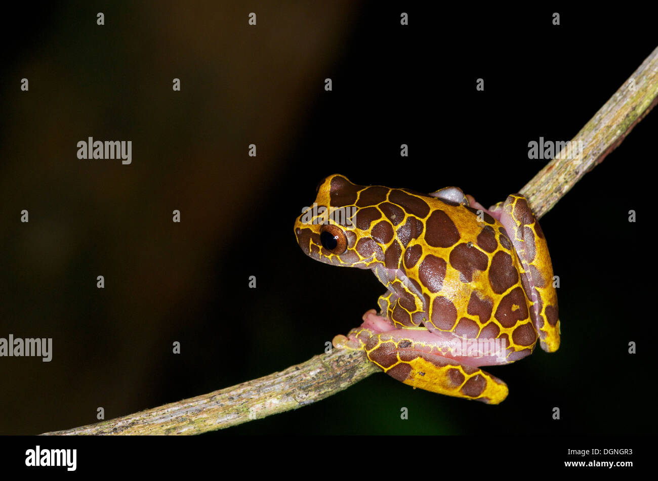 A "giraffe phase" Clown Treefrog (Dendropsophus leucophyllatus) perched ...