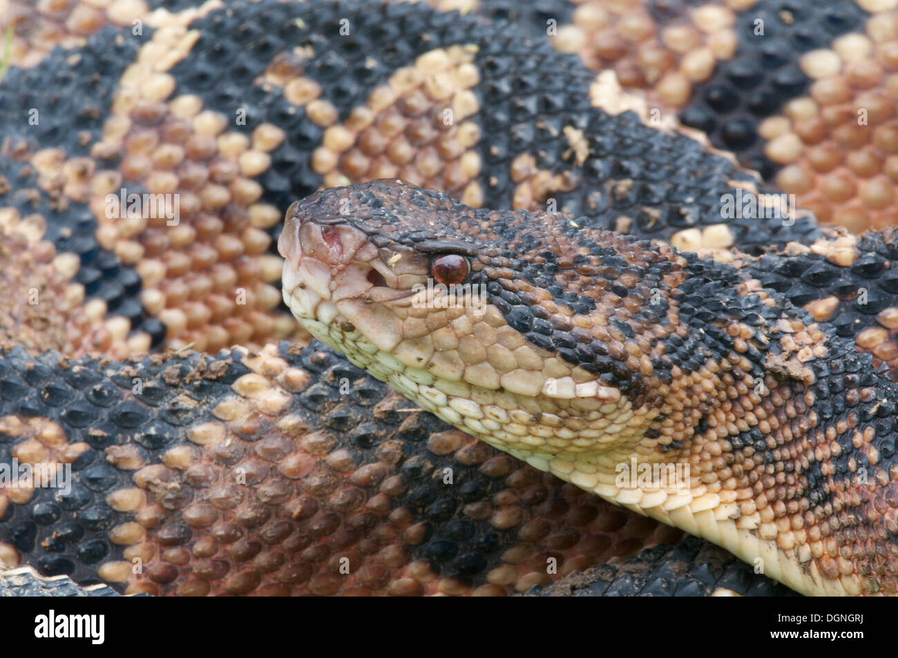 Bushmaster Snake Bite