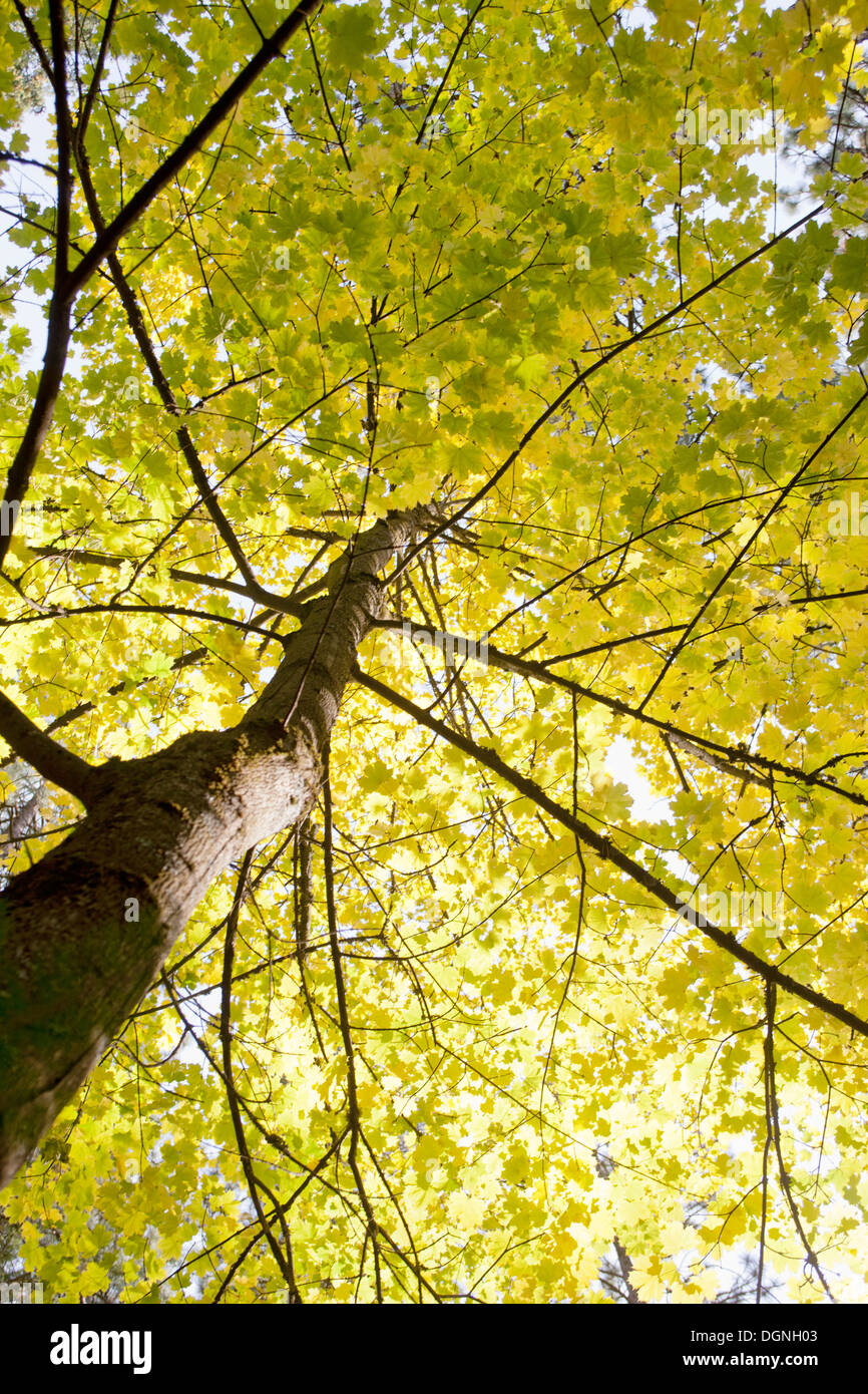 Canopy of yellow leaves hi-res stock photography and images - Alamy