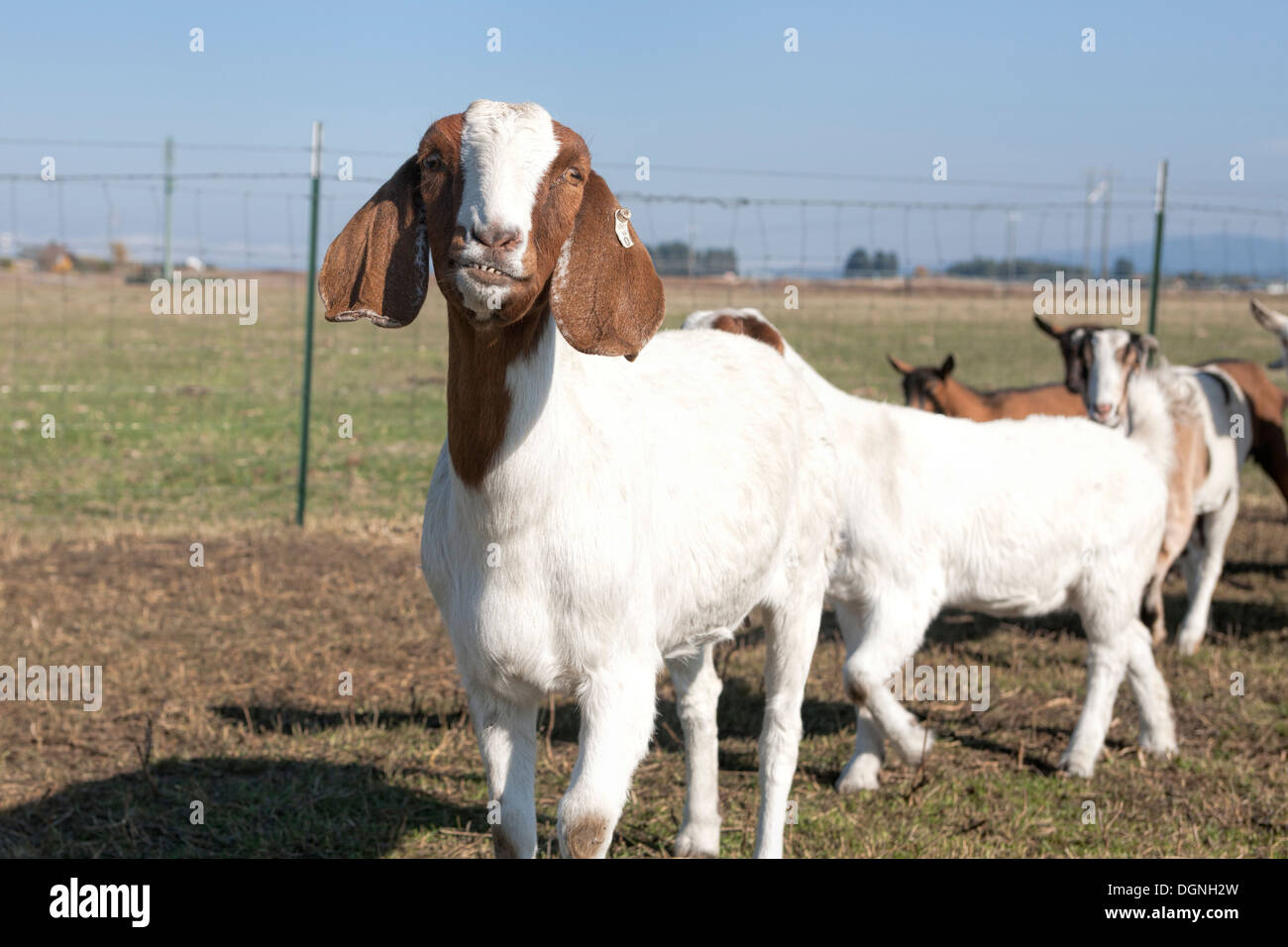 Grinning humor hi-res stock photography and images - Alamy