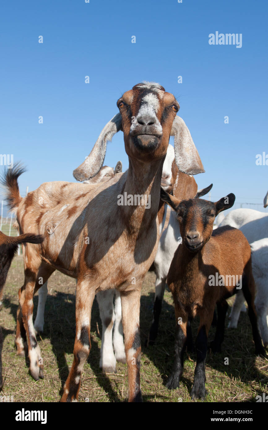 Big hair goat hi-res stock photography and images - Alamy