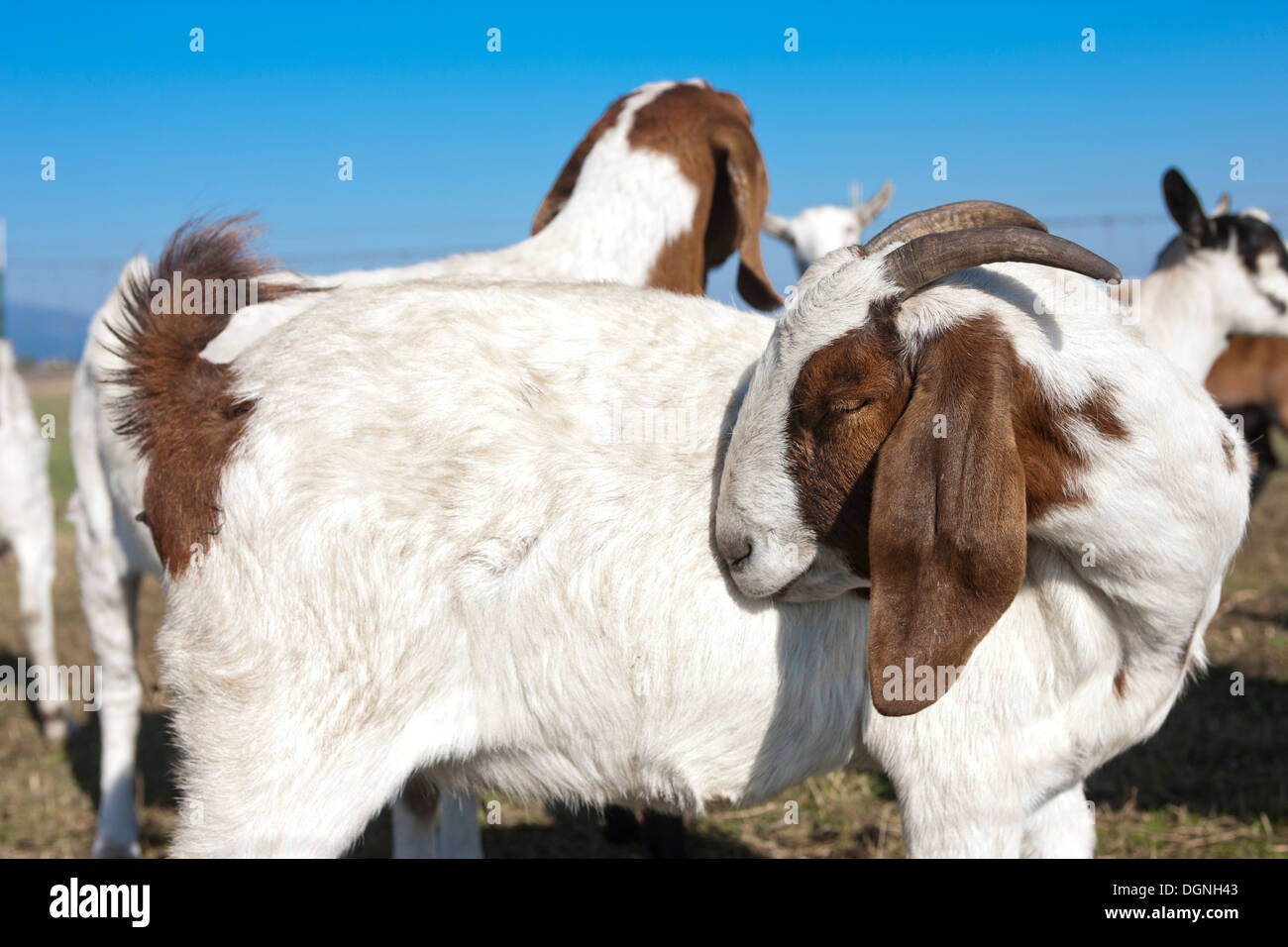 Goat preens itself Stock Photo - Alamy